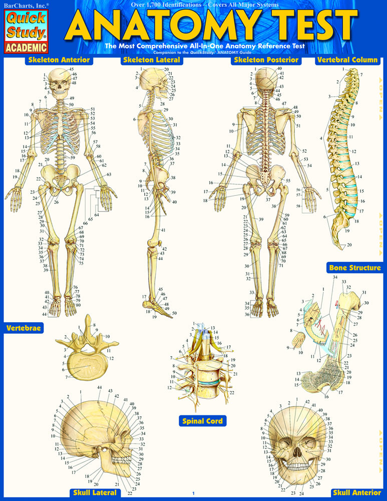 Anatomy Test Reference Guide: for use with Anatomy Reference Guide