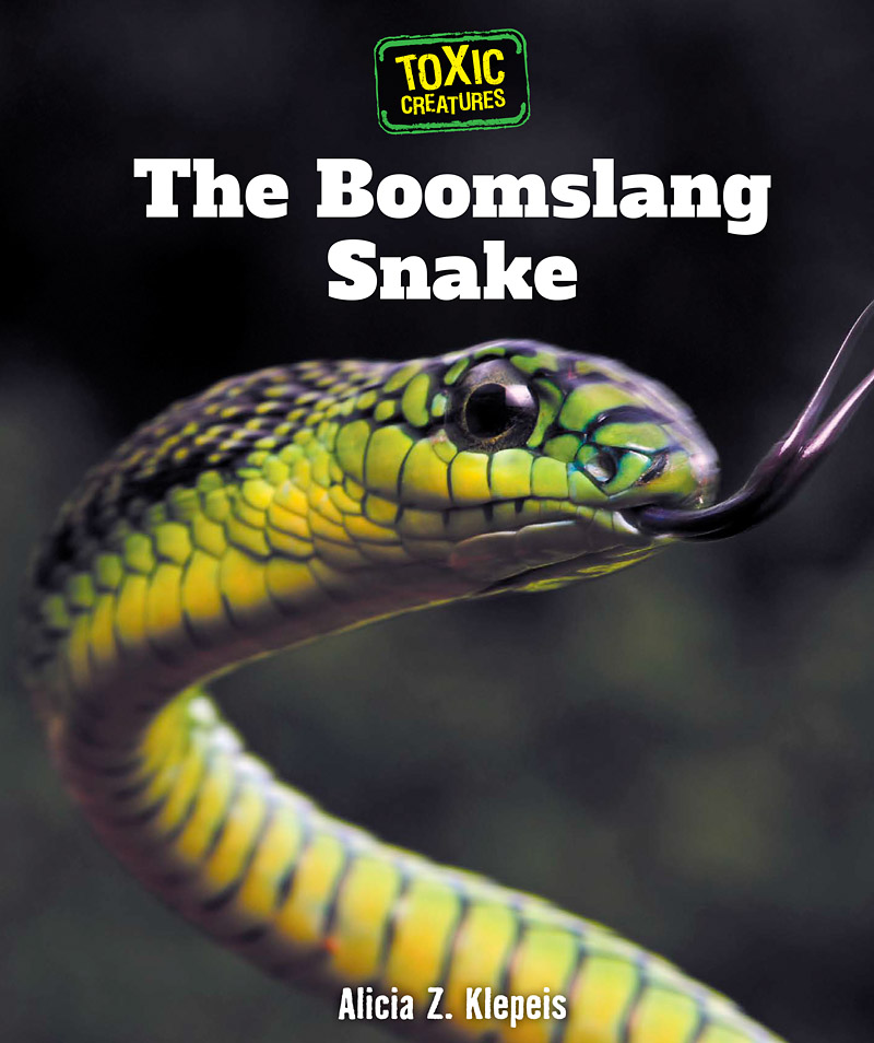 The Boomslang Snake